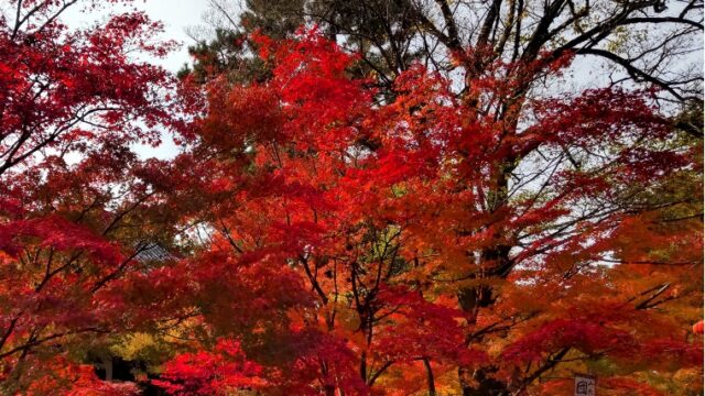 The 5 Best Autumn Trees and Perfect Time to See In Kyoto