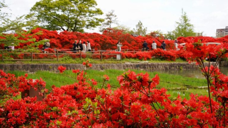 Discover the Wonders of Nagaoka Tenmangu Shrine’s Azalea Garden in ...