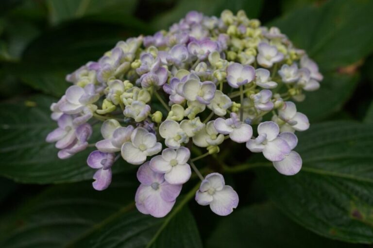 Discover the Enchanting World of Hydrangeas in KyotoSeasonal Japanese ...