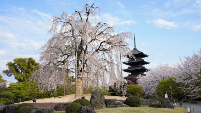 Toji Temple | The best time to visit in 2025Seasonal Japanese Garden
