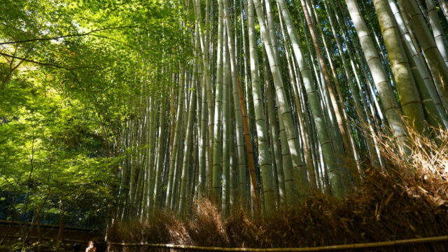 Gio-ji Temple, Arashiyama | All You Need to KnowSeasonal Japanese Garden